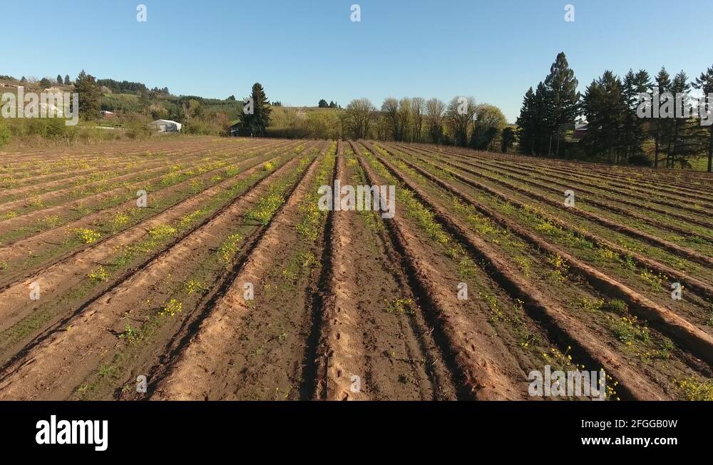 Rows texture Stock Videos & Footage - HD and 4K Video Clips - Alamy