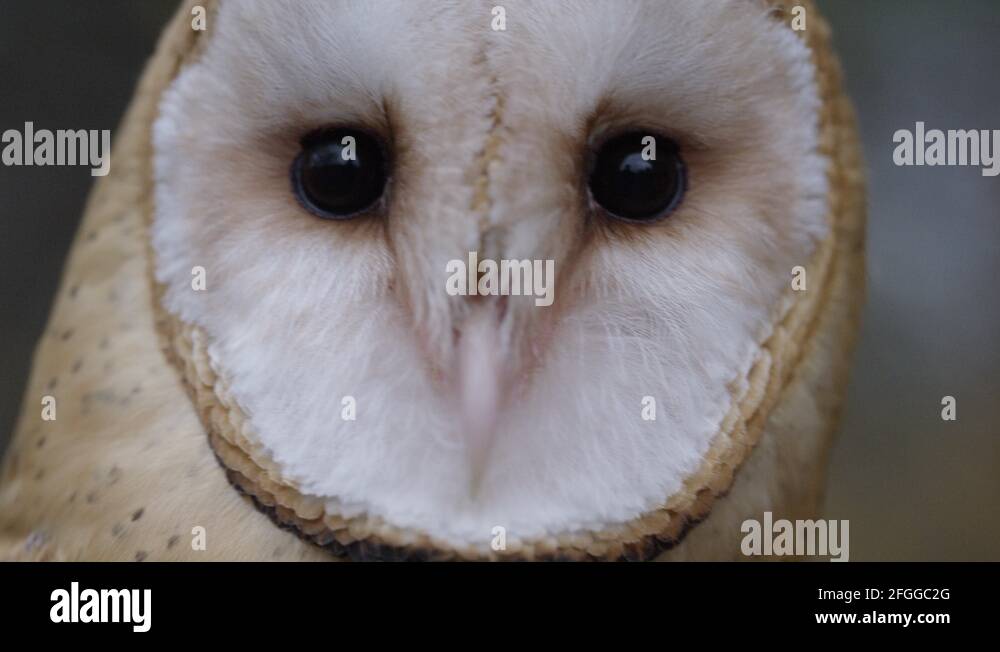 Side view of an owl Stock Videos & Footage - HD and 4K Video Clips - Alamy