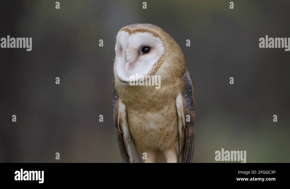White barn owl hunting Stock Videos & Footage - HD and 4K Video Clips ...