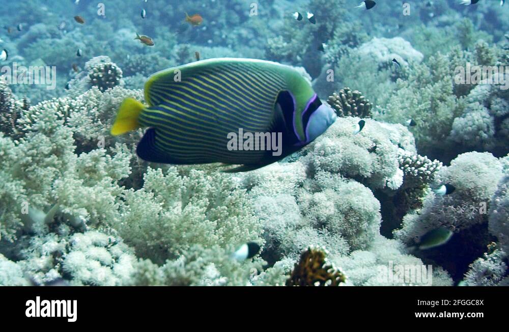 Imperator angelfish Stock Videos & Footage - HD and 4K Video Clips - Alamy
