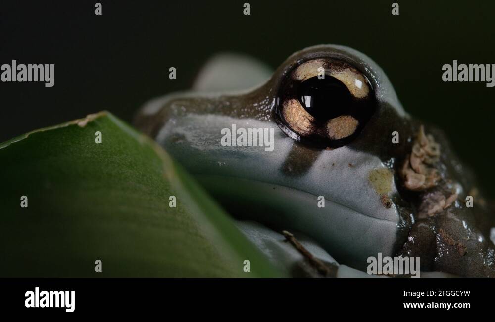 Milk frog Stock Videos & Footage - HD and 4K Video Clips - Alamy