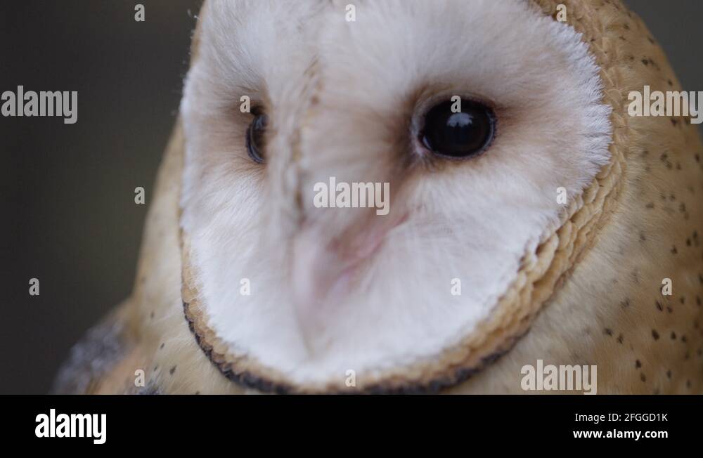 Barn owl eyes Stock Videos & Footage - HD and 4K Video Clips - Alamy
