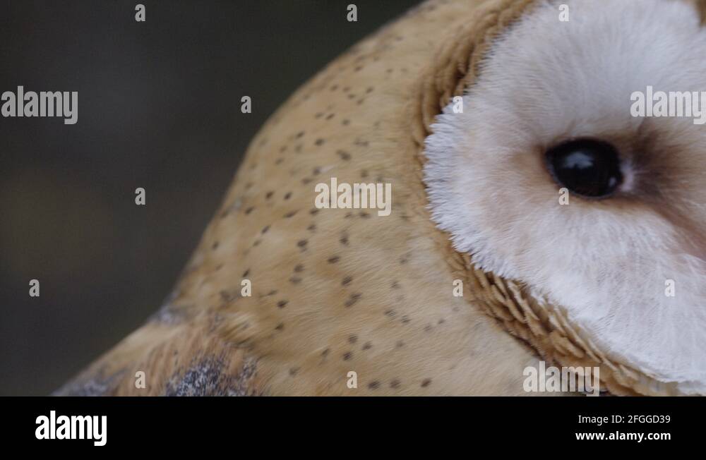 Barn owl head Stock Videos & Footage - HD and 4K Video Clips - Alamy