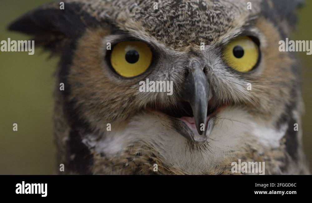 Breathing owl Stock Videos & Footage - HD and 4K Video Clips - Alamy