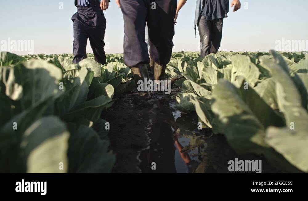 Field mud harvest Stock Videos & Footage - HD and 4K Video Clips - Alamy