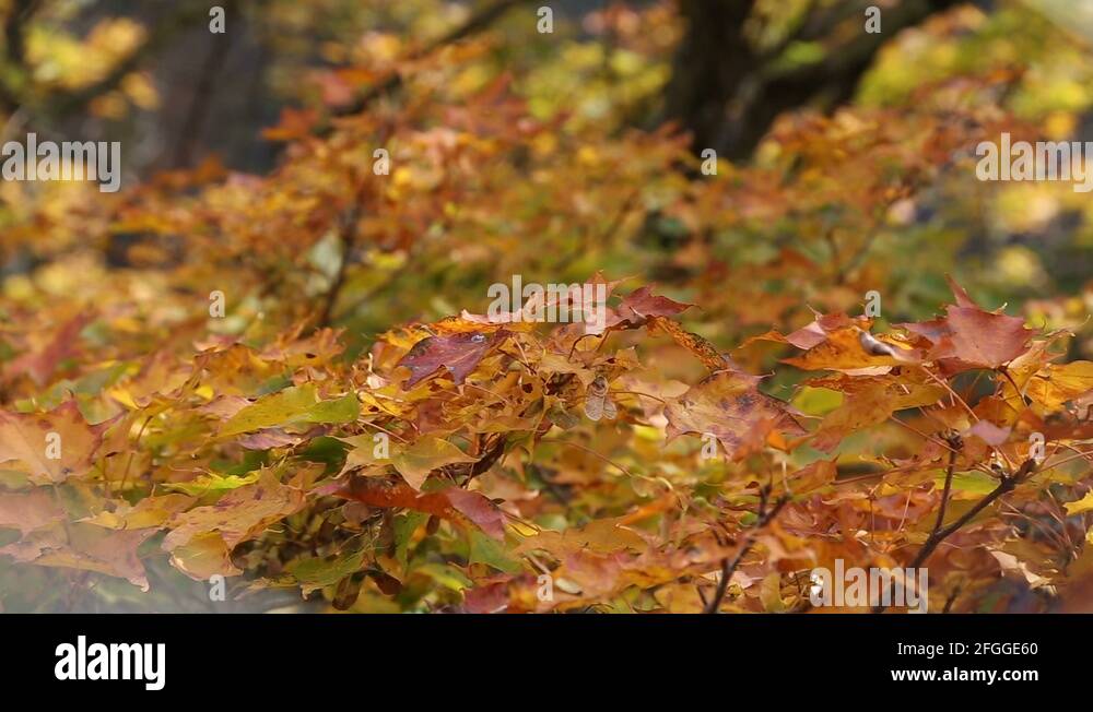 Maple tree windy Stock Videos & Footage - HD and 4K Video Clips - Alamy