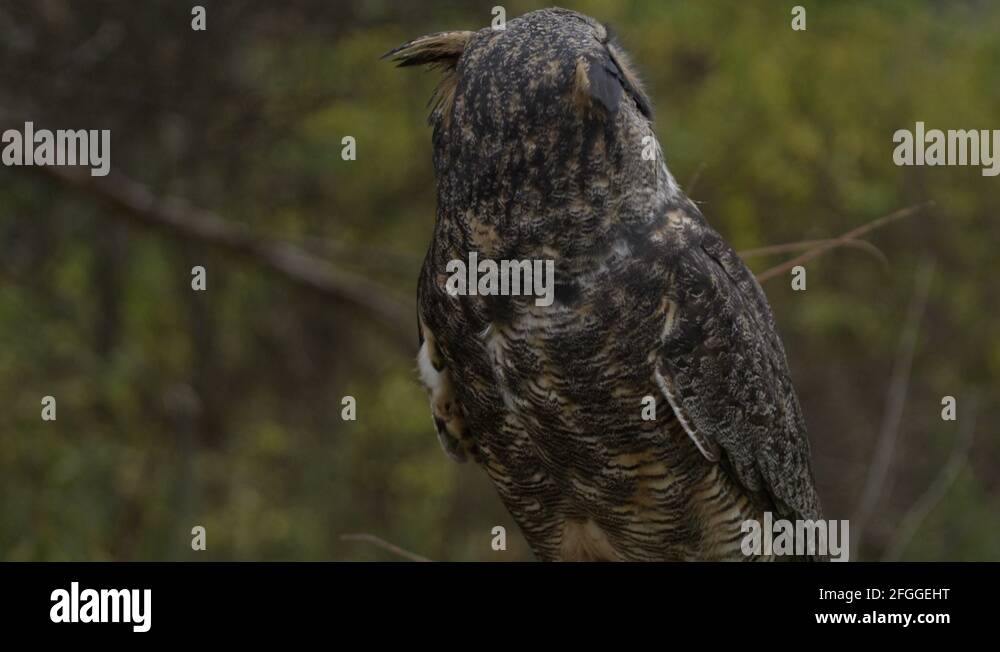 Angry looking bird Stock Videos & Footage - HD and 4K Video Clips - Alamy