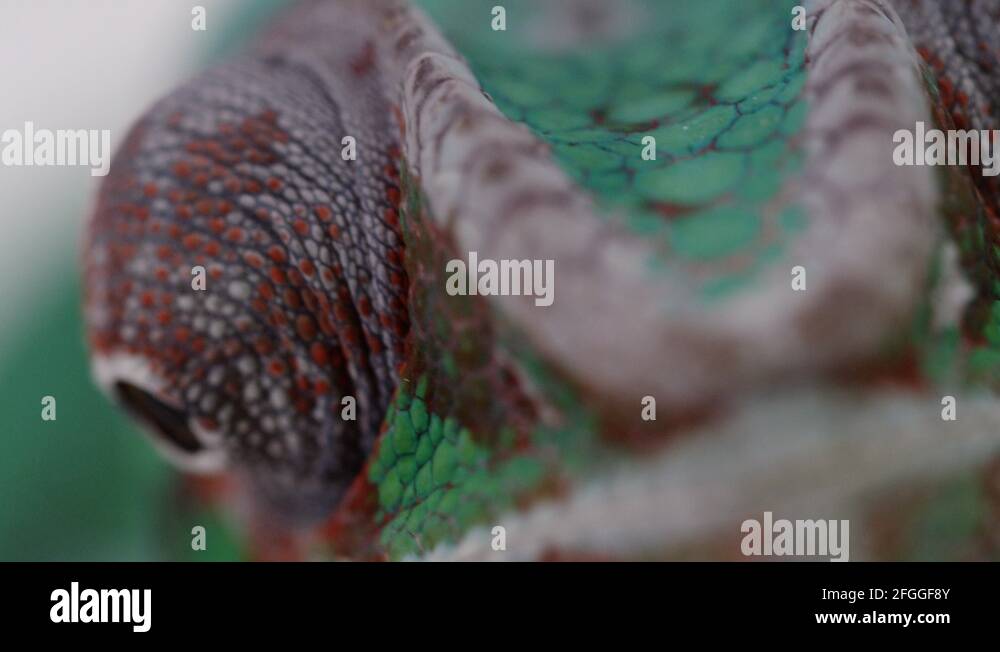 Chameleon lizard face Stock Videos & Footage - HD and 4K Video Clips ...