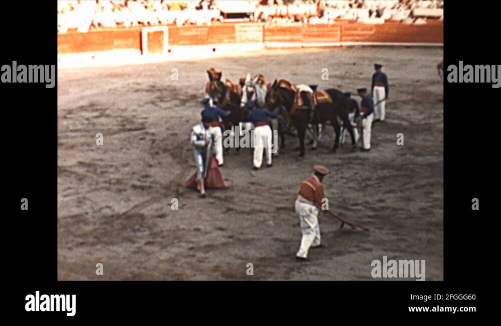 Dead bull Stock Videos & Footage - HD and 4K Video Clips - Alamy