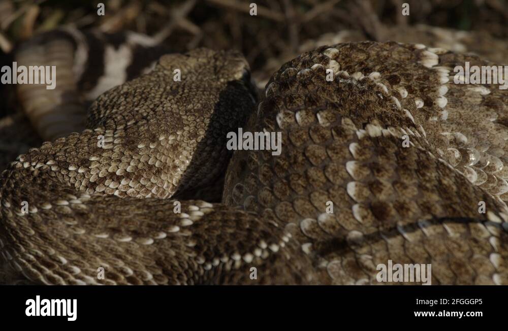 Diamondback snake Stock Videos & Footage - HD and 4K Video Clips - Alamy