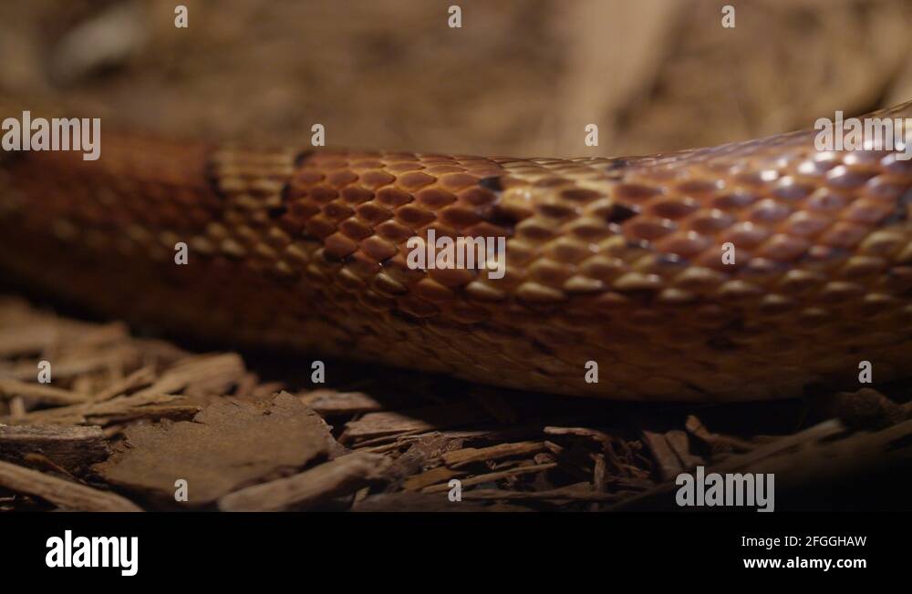 Slither scales Stock Videos & Footage - HD and 4K Video Clips - Alamy