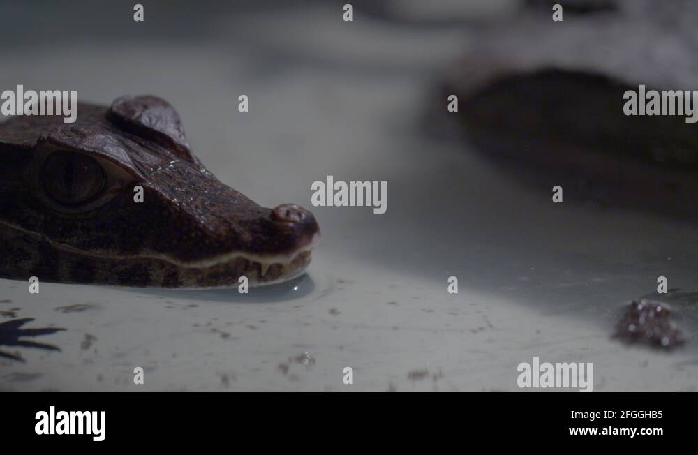 Baby alligator eating Stock Videos & Footage - HD and 4K Video Clips ...