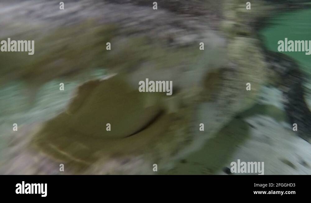 Scary teeth Stock Videos & Footage - HD and 4K Video Clips - Alamy