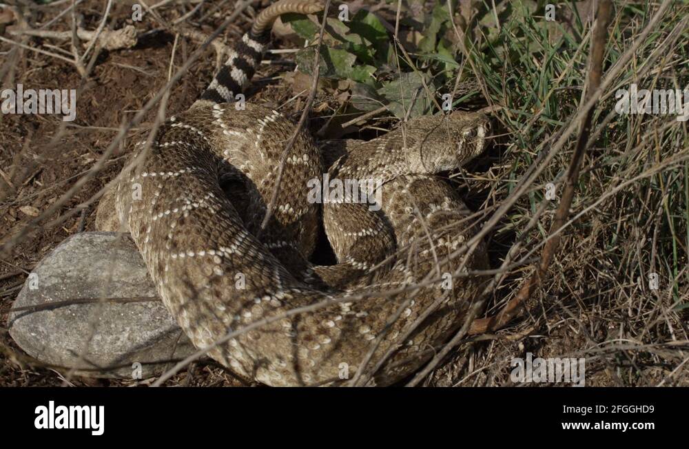 Coiled rattle snake Stock Videos & Footage - HD and 4K Video Clips - Alamy