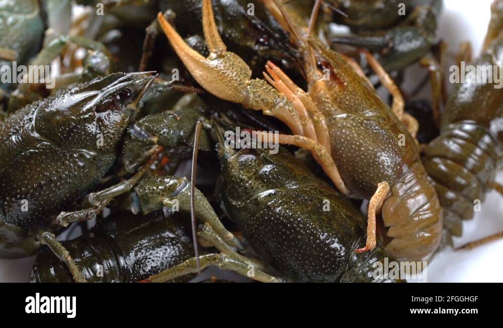 Crayfishes Stock Videos & Footage - HD and 4K Video Clips - Alamy