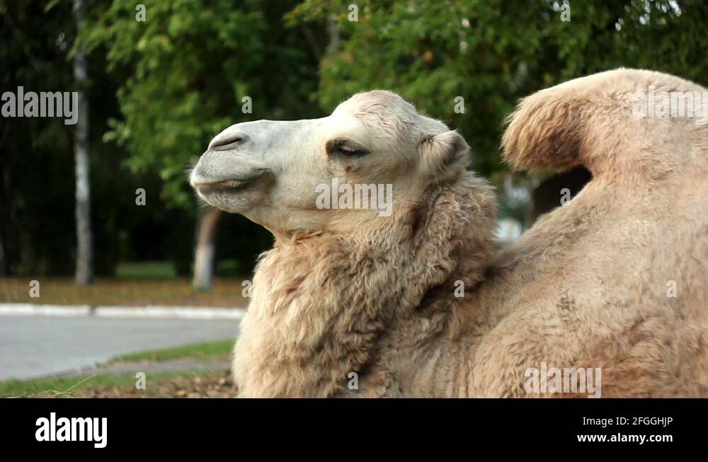 Two hump bactrian camel Stock Videos & Footage - HD and 4K Video Clips ...