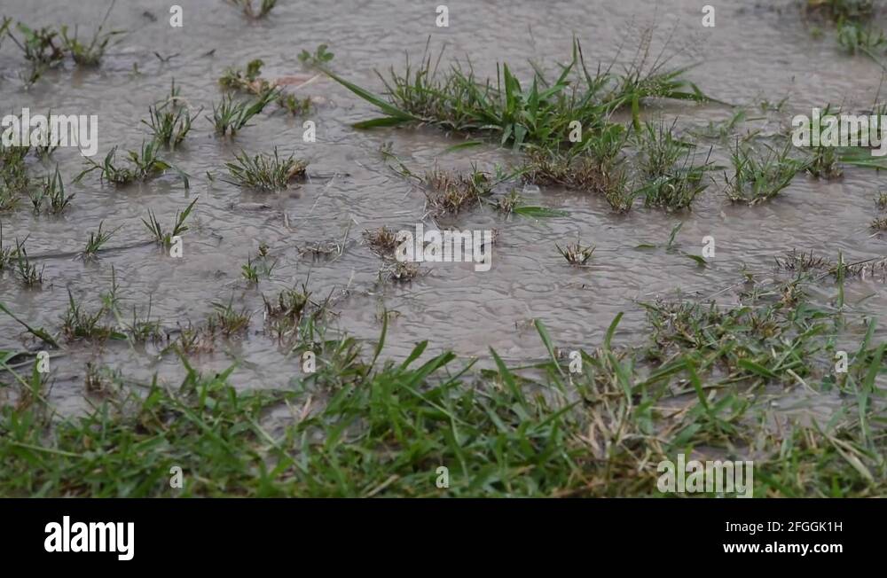 Pouring rain grass Stock Videos & Footage - HD and 4K Video Clips - Alamy