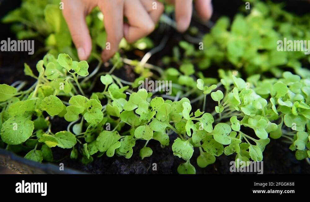 Little seedling Stock Videos & Footage - HD and 4K Video Clips - Alamy