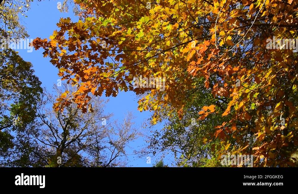 Northern red oak tree Stock Videos & Footage - HD and 4K Video Clips ...