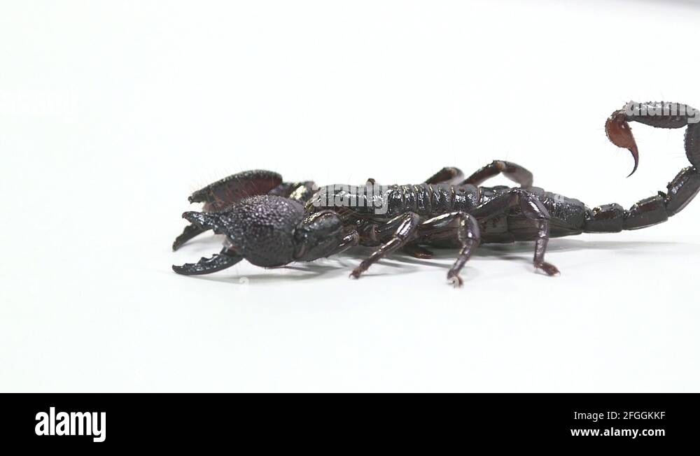 Giant african scorpion Stock Videos & Footage - HD and 4K Video Clips ...