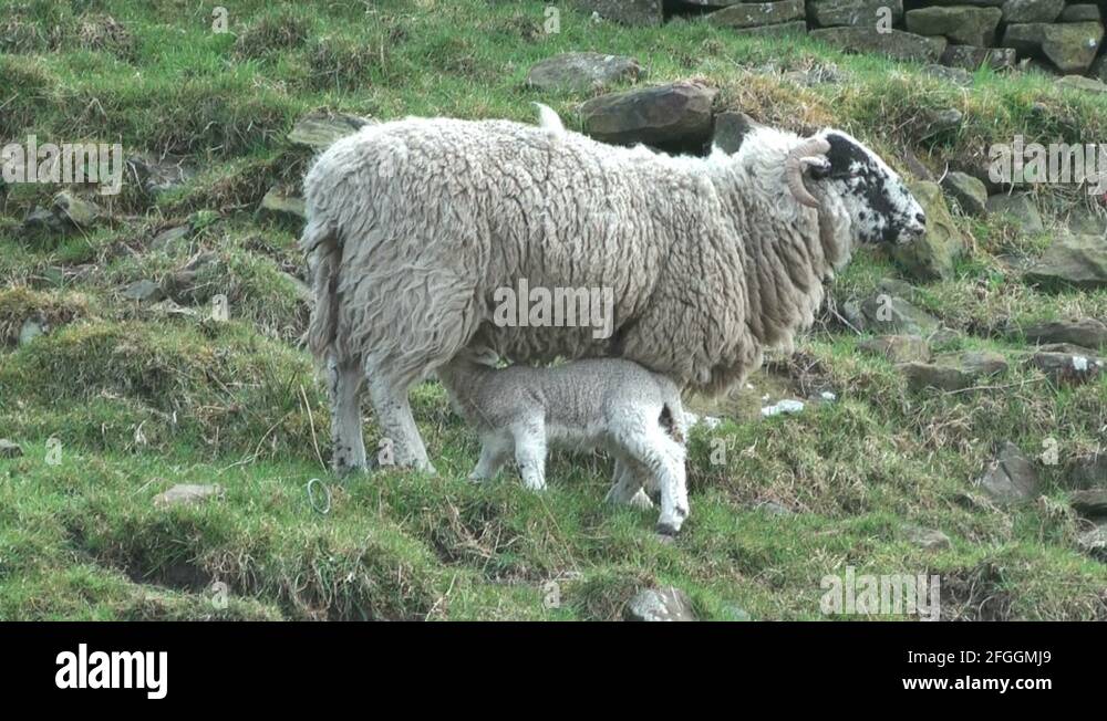 Ewe and suckling lamb Stock Videos & Footage - HD and 4K Video Clips ...