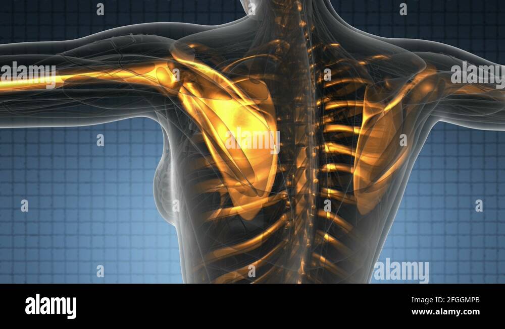 science anatomy of human body in x-ray with glow skeleton bones Stock ...