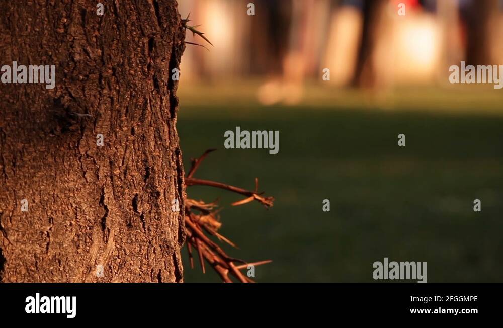 Spiny tree Stock Videos & Footage - HD and 4K Video Clips - Alamy