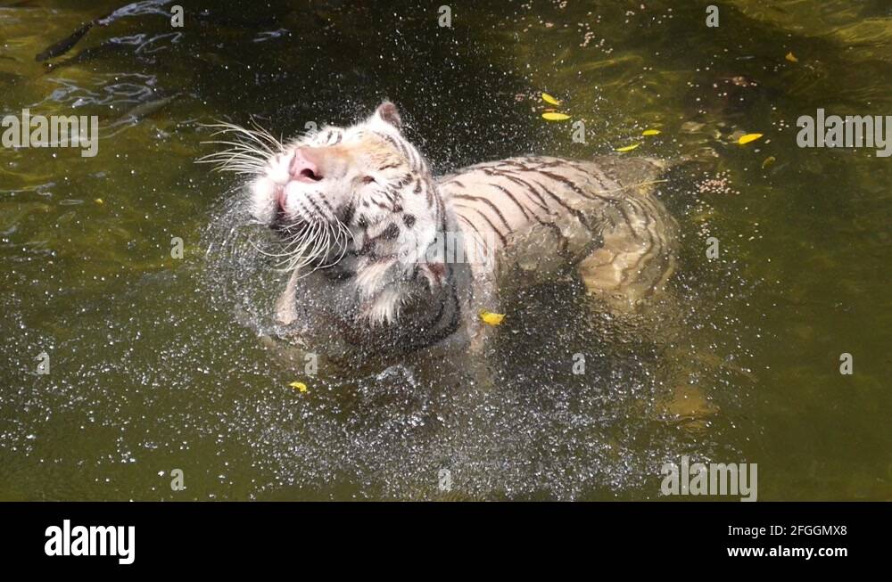 Tiger in water Stock Videos & Footage - HD and 4K Video Clips - Alamy