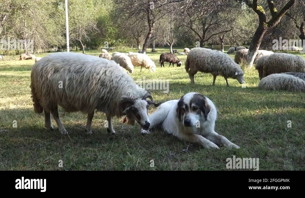 Dog with sheep Stock Videos & Footage - HD and 4K Video Clips - Alamy
