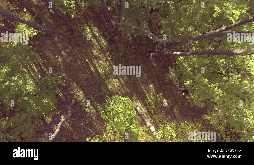 Forest trees river europe Stock Videos & Footage - HD and 4K Video ...