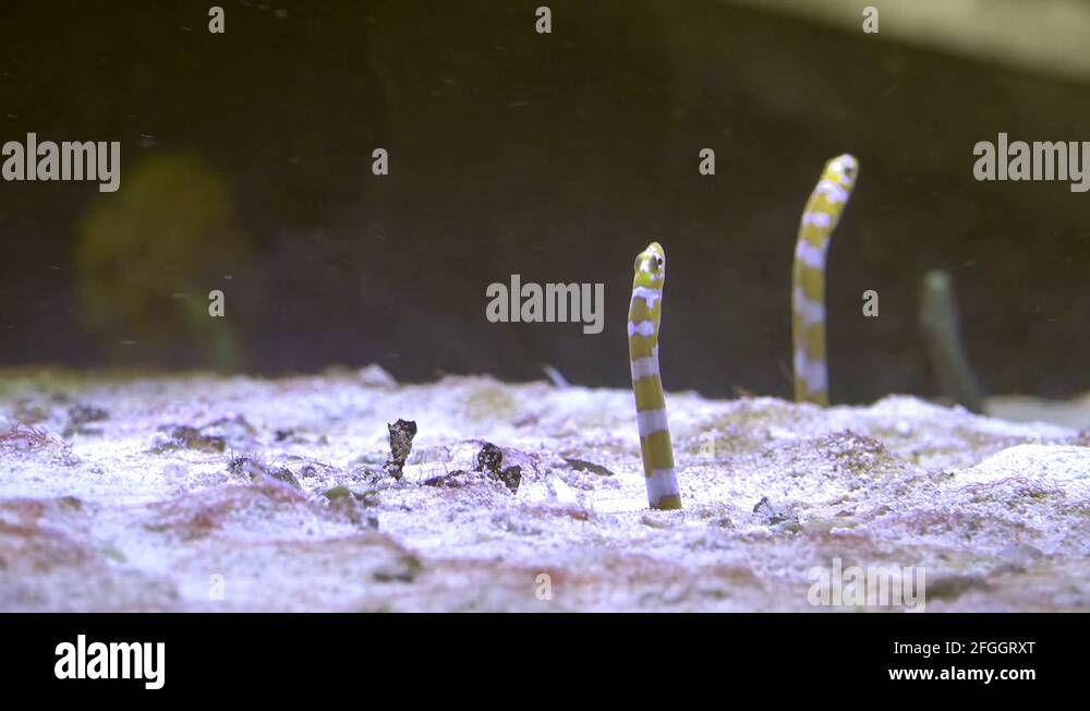 Stick fish Stock Videos & Footage - HD and 4K Video Clips - Alamy