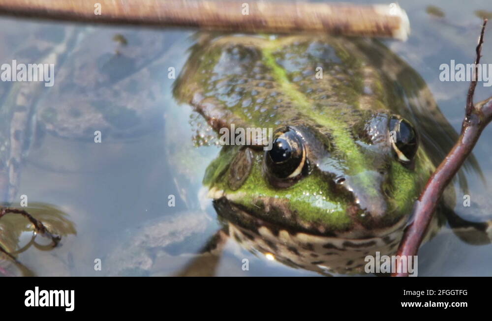 Fly on the back of frog Stock Videos & Footage - HD and 4K Video Clips ...
