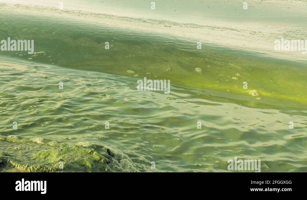 Algal bloom polluted water green color in lake Stock Video Footage - Alamy