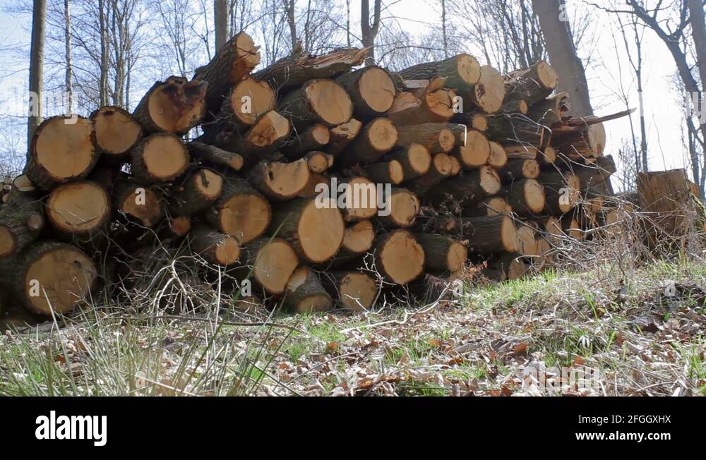 Logged trees Stock Videos & Footage - HD and 4K Video Clips - Alamy