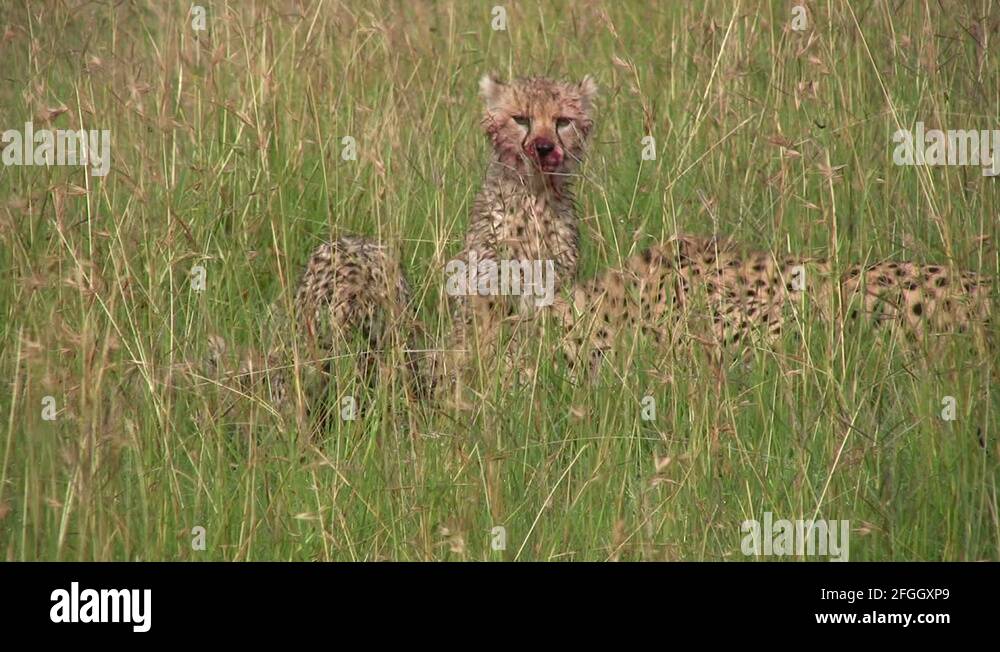 Cheetah mouth Stock Videos & Footage - HD and 4K Video Clips - Alamy