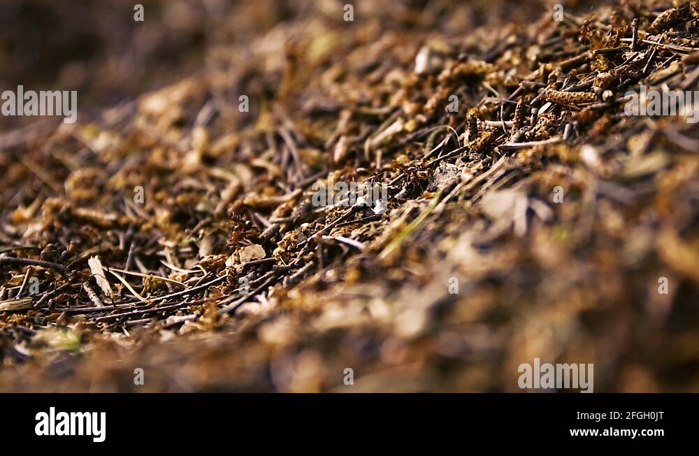 army of ants marching through a path in the forest Stock Video Footage ...