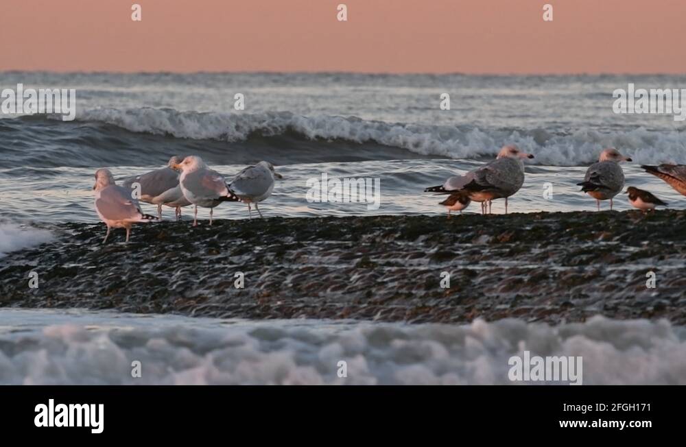 European herring gulls larus Stock Videos & Footage - HD and 4K Video Clips - Alamy