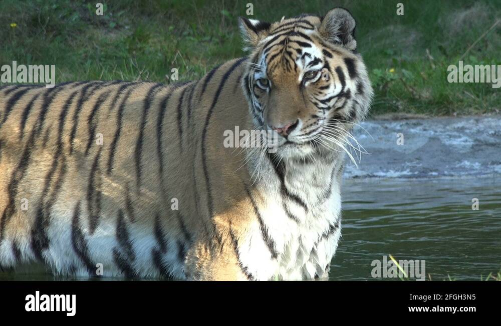 Tiger in pool Stock Videos & Footage - HD and 4K Video Clips - Alamy
