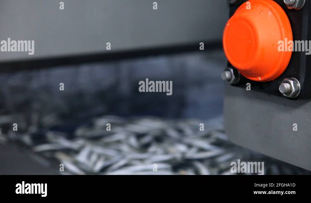 frozen fish processing line Stock Video Footage - Alamy