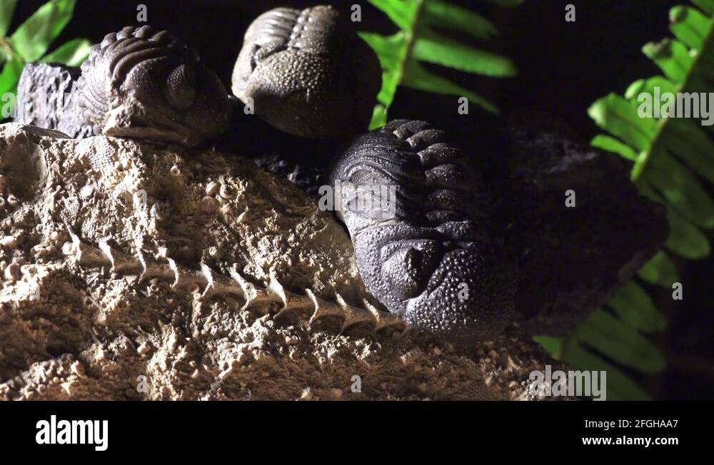 Aquatic life forms Stock Videos & Footage - HD and 4K Video Clips - Alamy