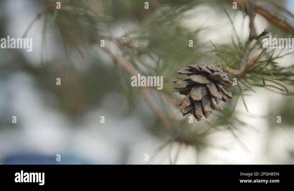 A bump on a branch Stock Videos & Footage - HD and 4K Video Clips - Alamy
