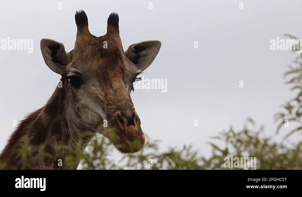 Giraffe eyelashes face Stock Videos & Footage - HD and 4K Video Clips ...