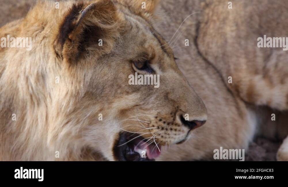 Lion up close Stock Videos & Footage - HD and 4K Video Clips - Alamy