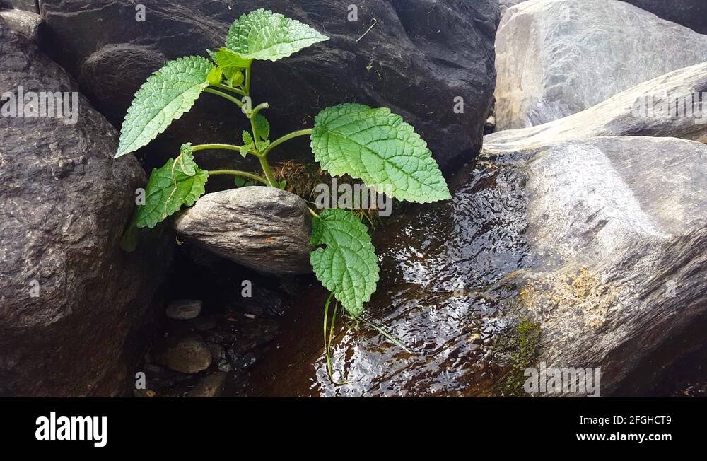 Water nettle Stock Videos & Footage - HD and 4K Video Clips - Alamy