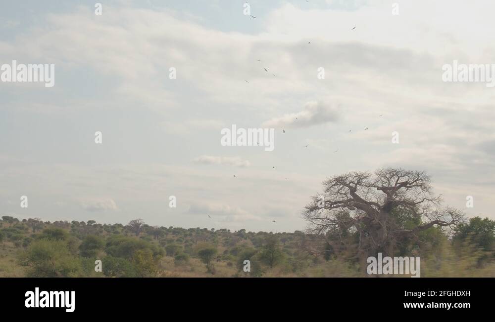 Birds gliding on rising air current, searching for prey above African ...