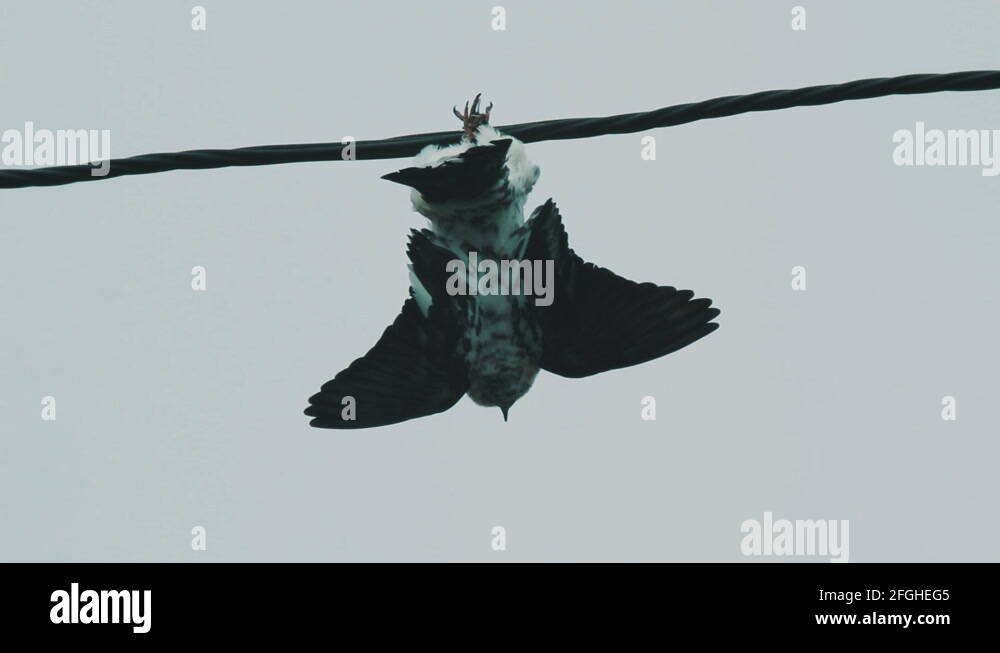 Strangled bird Stock Videos & Footage - HD and 4K Video Clips - Alamy