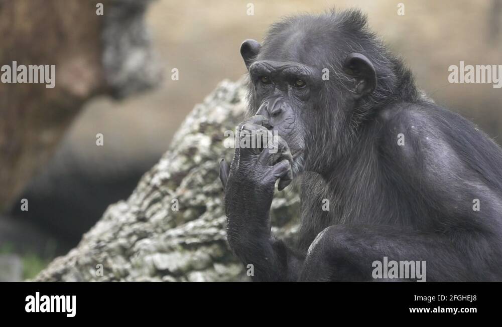 Chimpanzee nose Stock Videos & Footage - HD and 4K Video Clips - Alamy