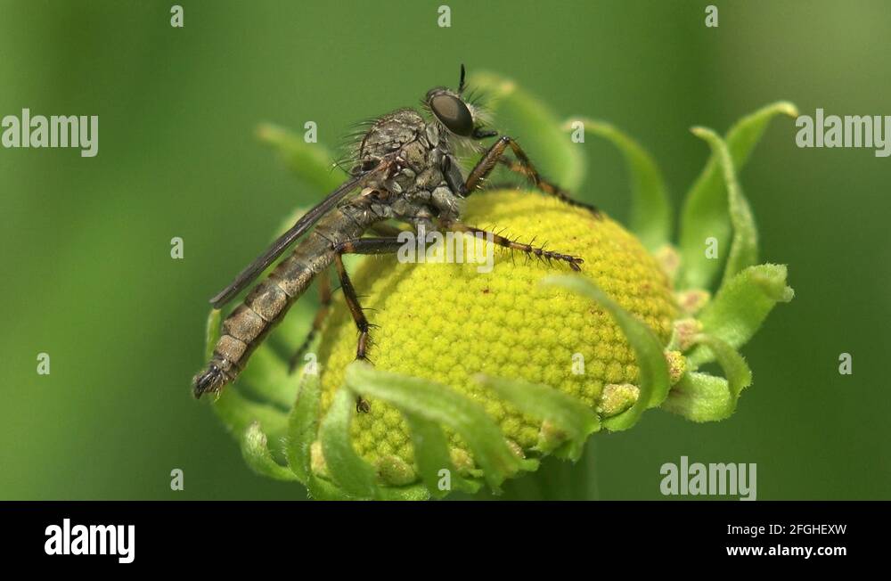 Fly insect diptera asilidae Stock Videos & Footage - HD and 4K Video ...