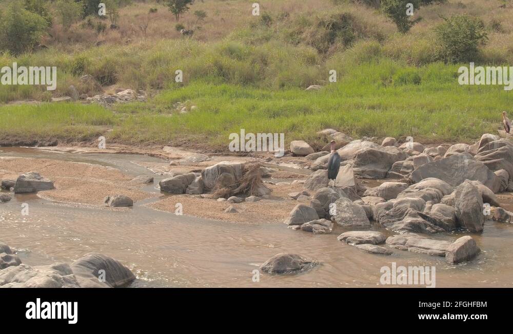 Ubiquitous marabou Stock Videos & Footage - HD and 4K Video Clips - Alamy