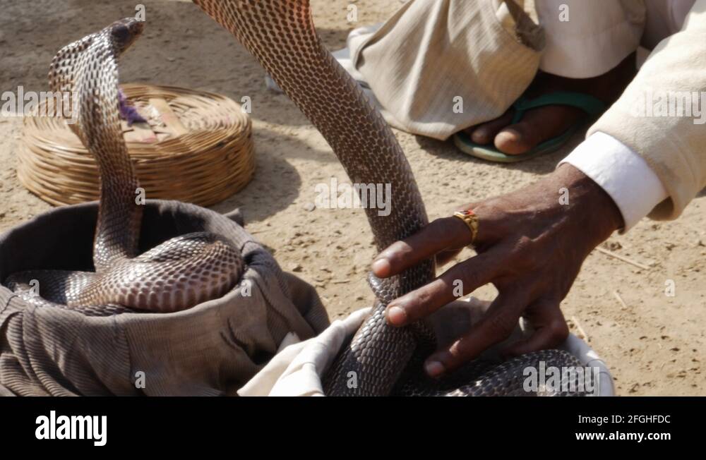 Serpent instrument Stock Videos & Footage - HD and 4K Video Clips - Alamy
